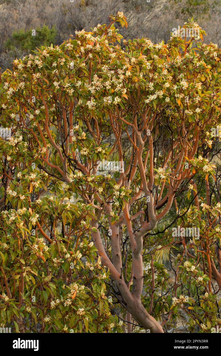 Texas Madrone (Arbutus xalapensis) along Smith Spring Trail, Guadalupe ...