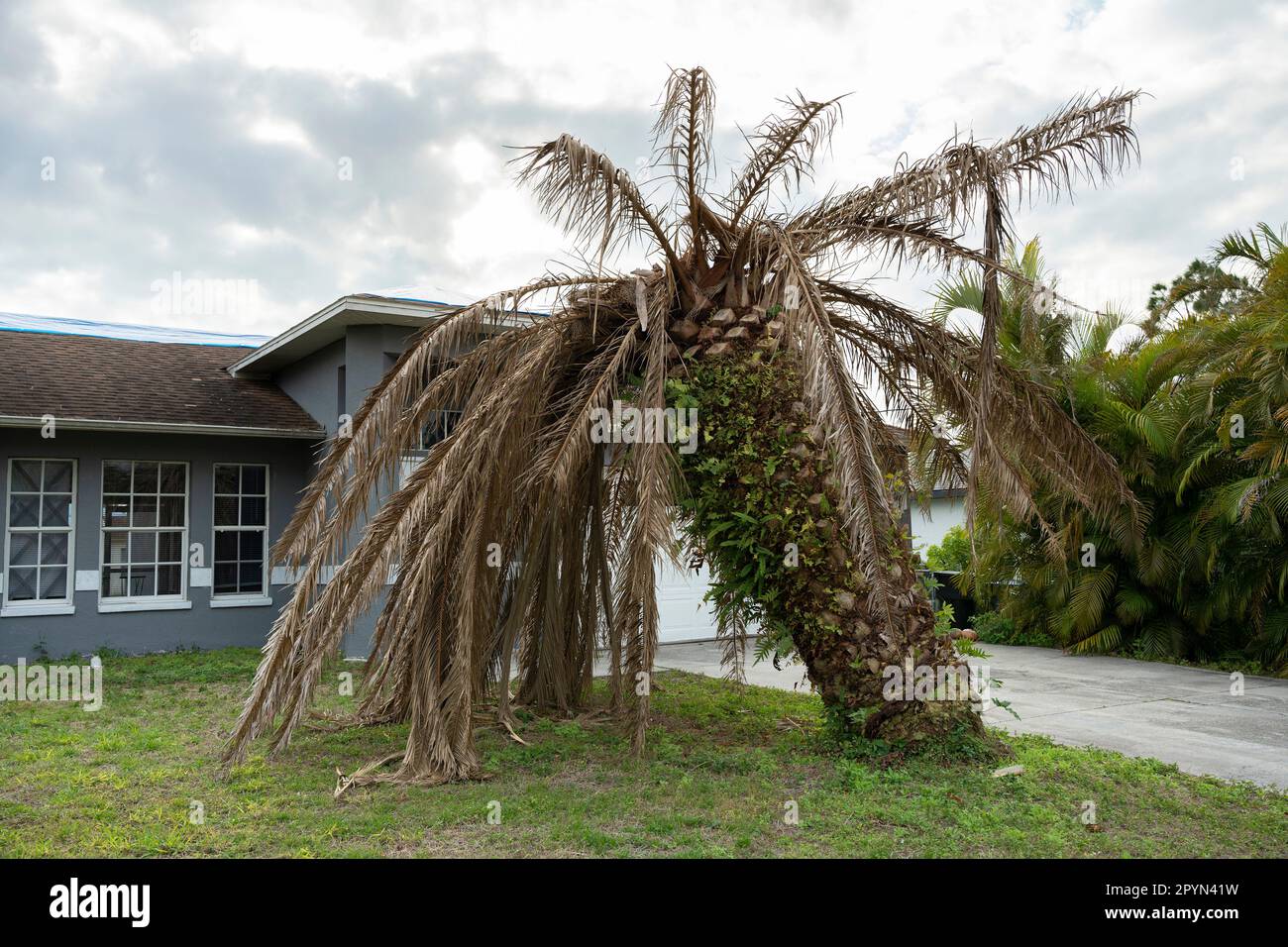 Dry dead palm tree on Florida home backyard Stock Photo - Alamy