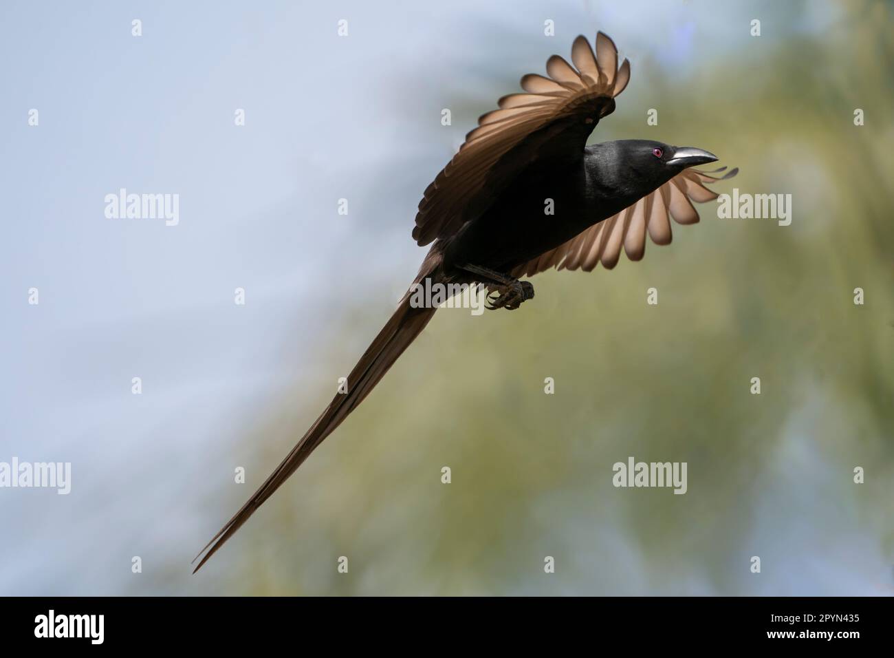 The piapiac (Ptilostomus afer) flying up into a tree Stock Photo - Alamy