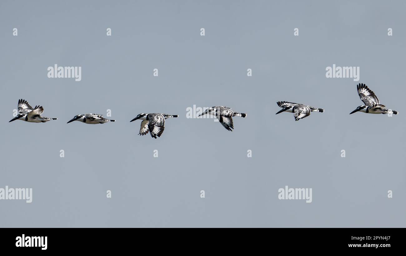 The pied kingfisher (Ceryle rudis) photoshop , is the same bird but in ...