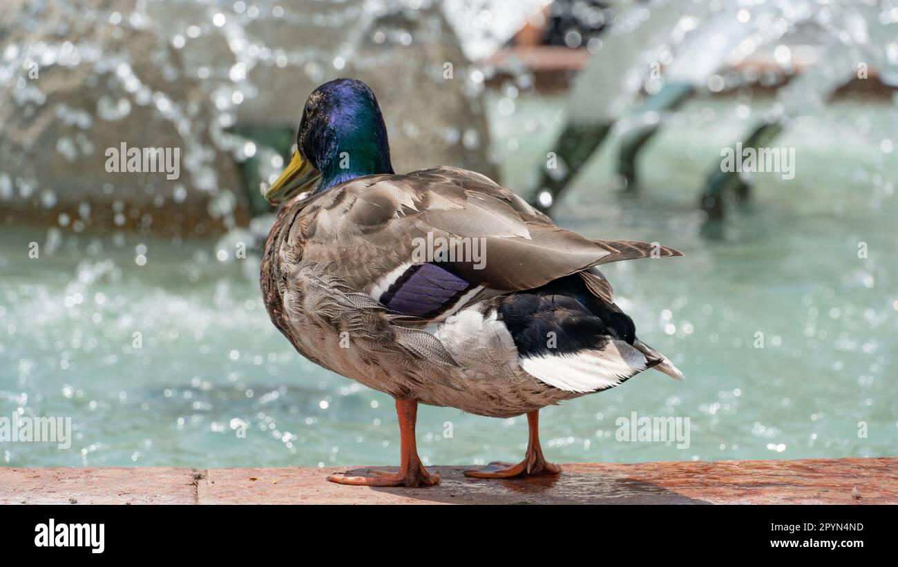 A duck getting ready to jump into a fountain Stock Photo - Alamy