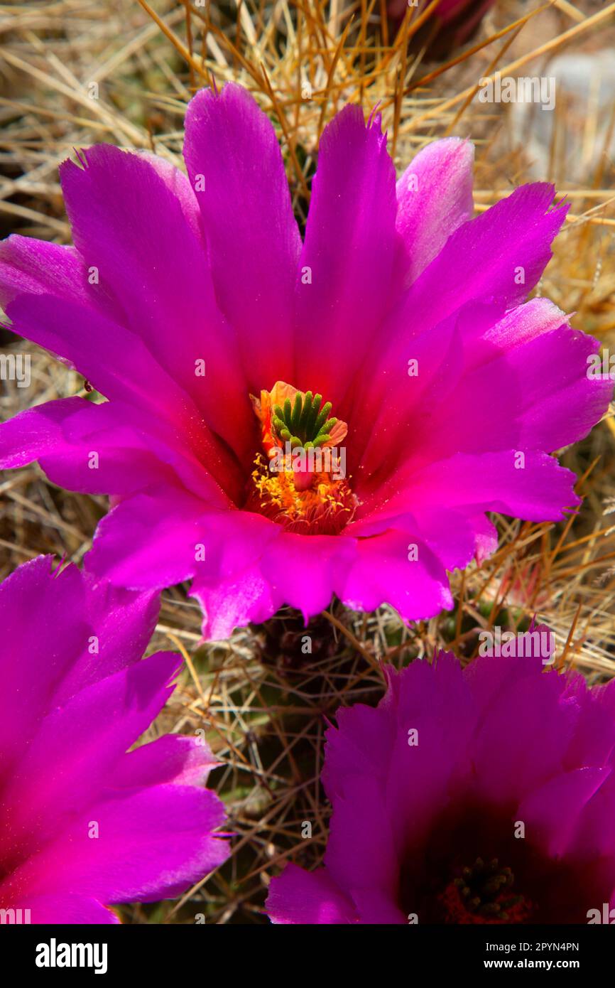 Fort leaton state historic site hi-res stock photography and images - Alamy