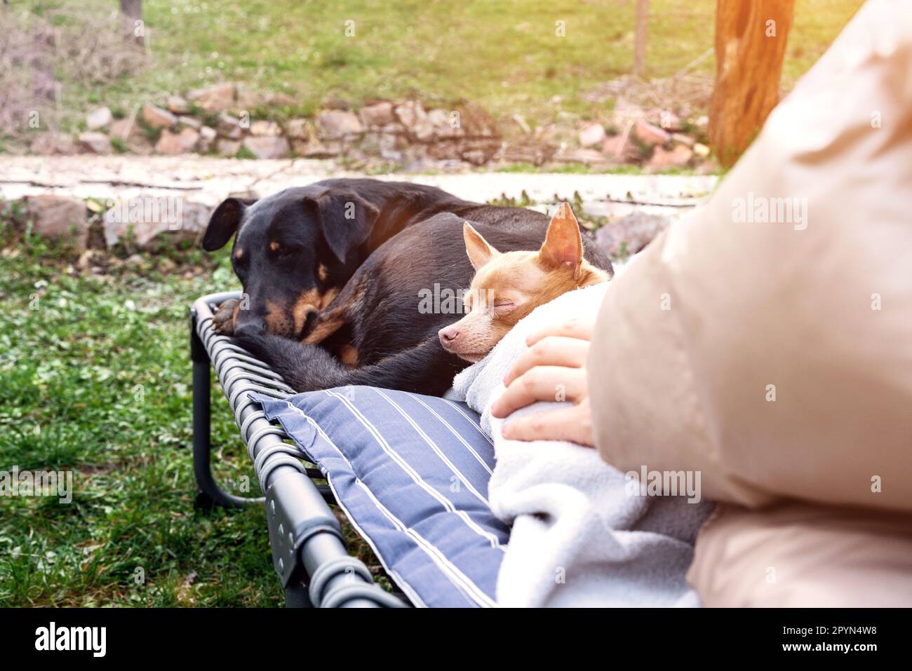 Two dogs sleeping together on lounge chair outdoors, pet care concept ...