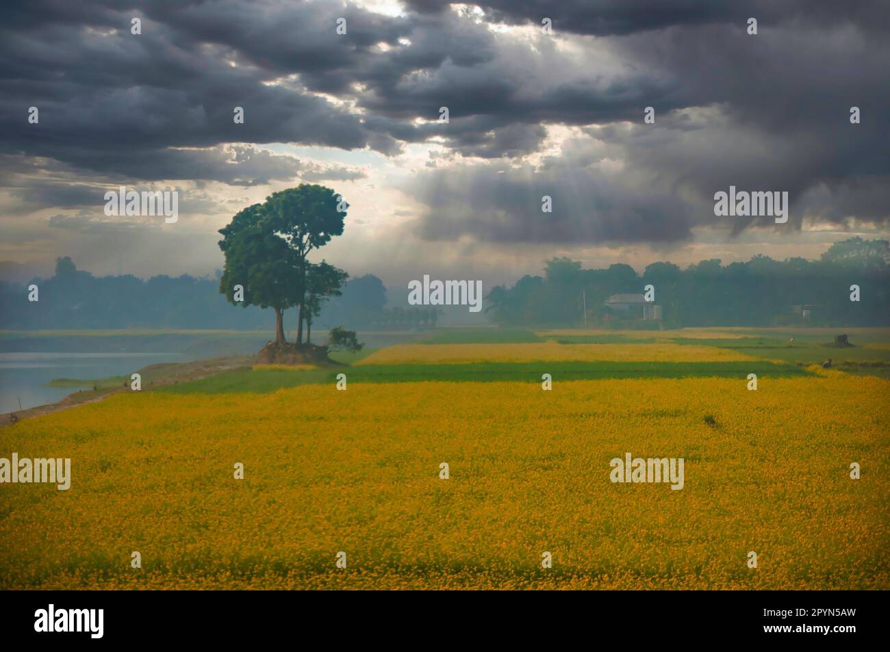 Picture of mustard field in a rural area in Faridpur, Bangladesh Stock ...