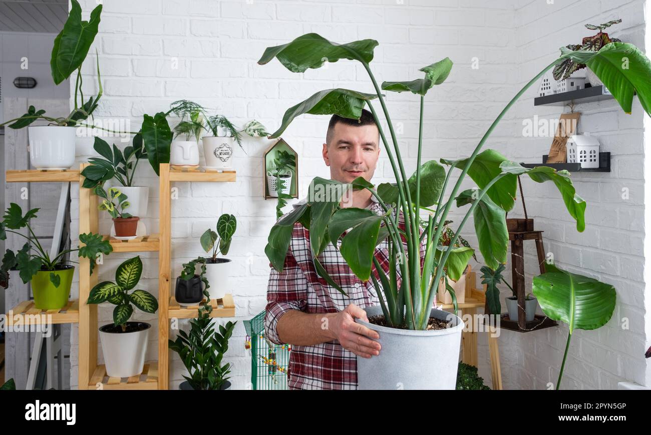 Strelitzia of nicholas hi-res stock photography and images - Alamy