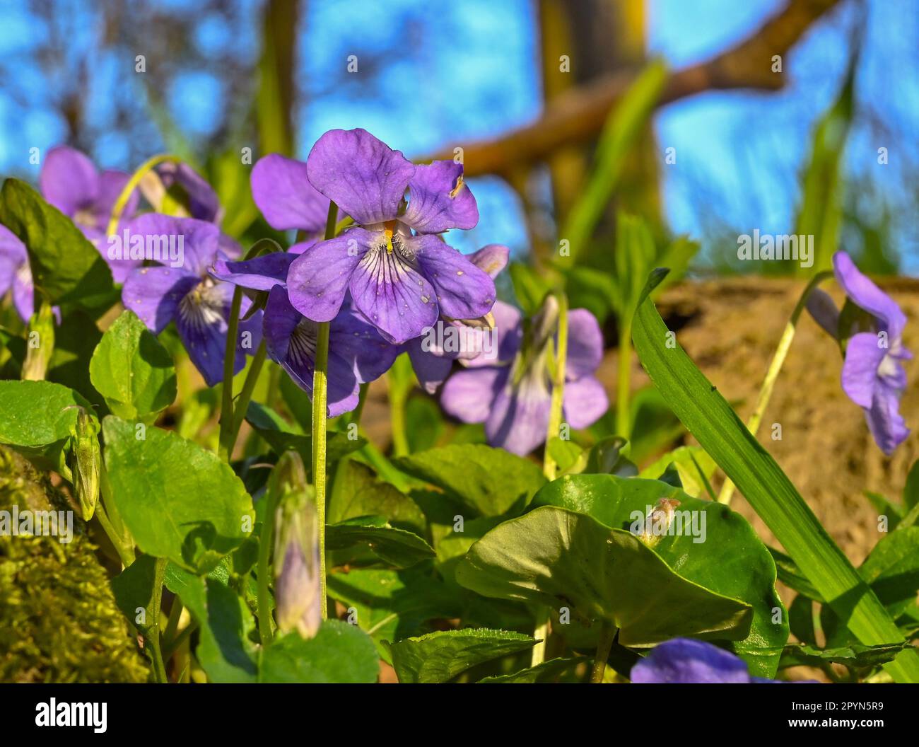 Feldberg, Germany. 30th Apr, 2023. The forest violet (Viola ...