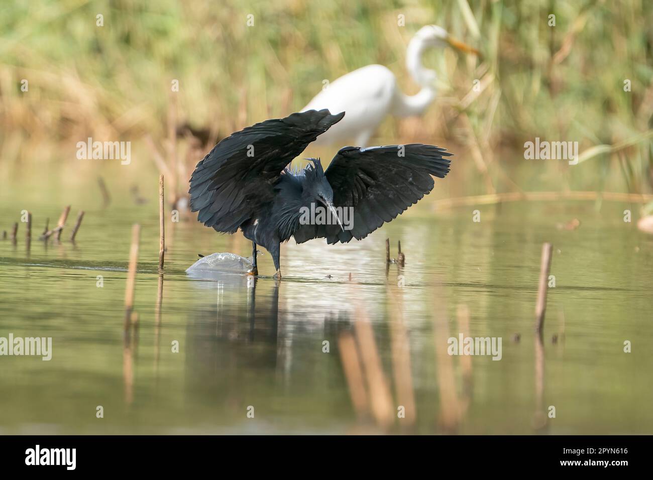 black heron(Egretta ardesiaca) uses a hunting method called canopy ...