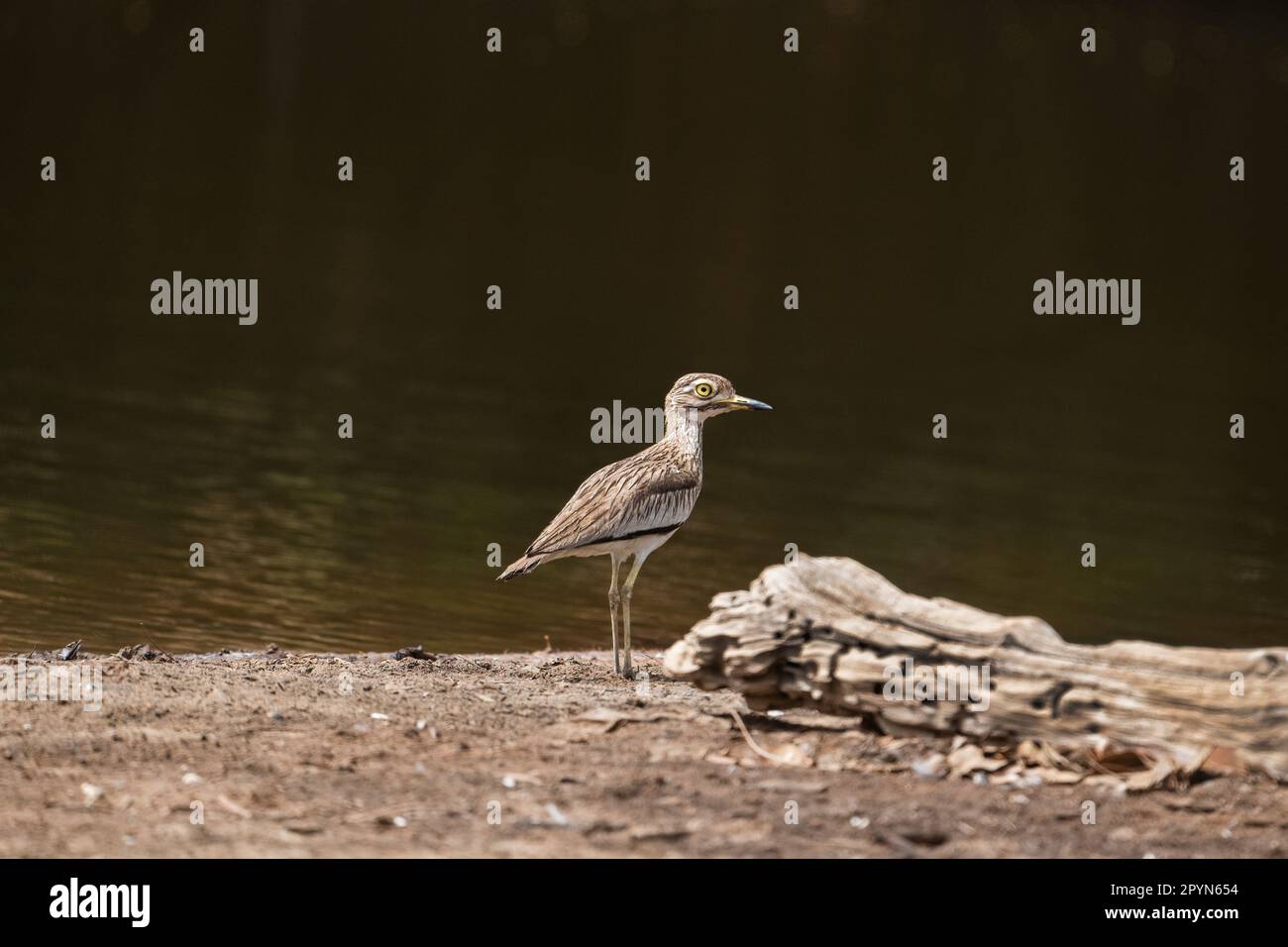Burhinus senegalensis bird hi-res stock photography and images - Alamy