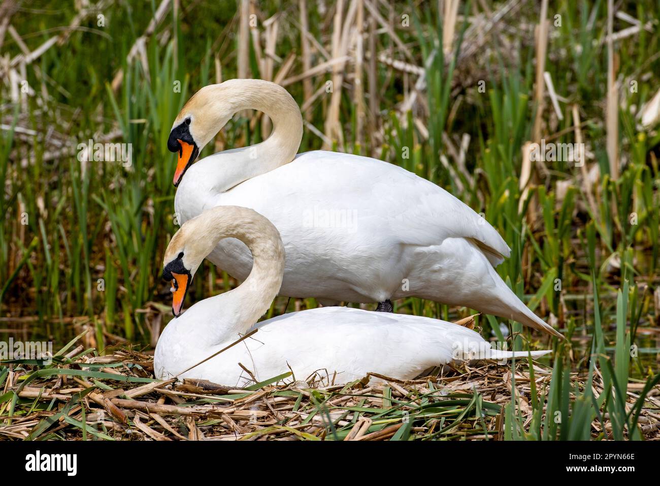Swans sitting on nest at Springfield Dam and Park in Belfast. Picture ...