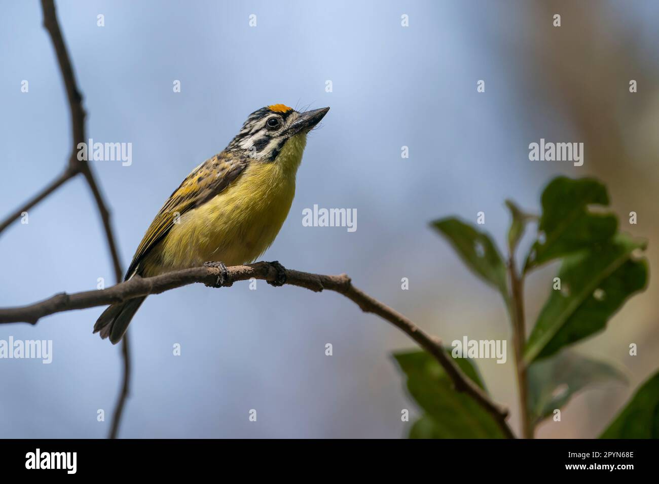 Yellow fronted tinker barbet hi-res stock photography and images - Alamy