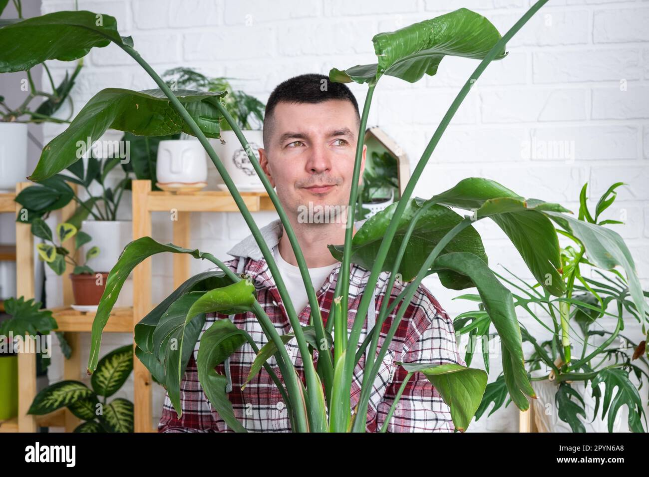 Strelitzia of nicholas hi-res stock photography and images - Alamy