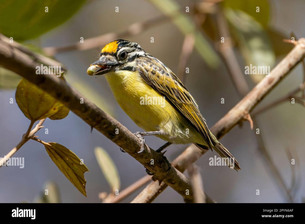 Yellow fronted tinker barbet hi-res stock photography and images - Alamy