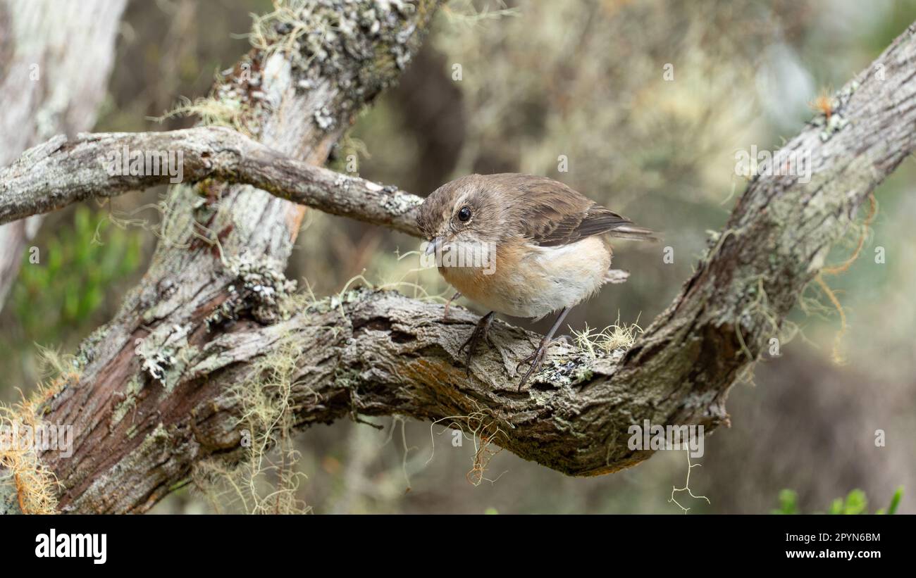 A little bird at the Piton des Neiges mountain Stock Photo - Alamy
