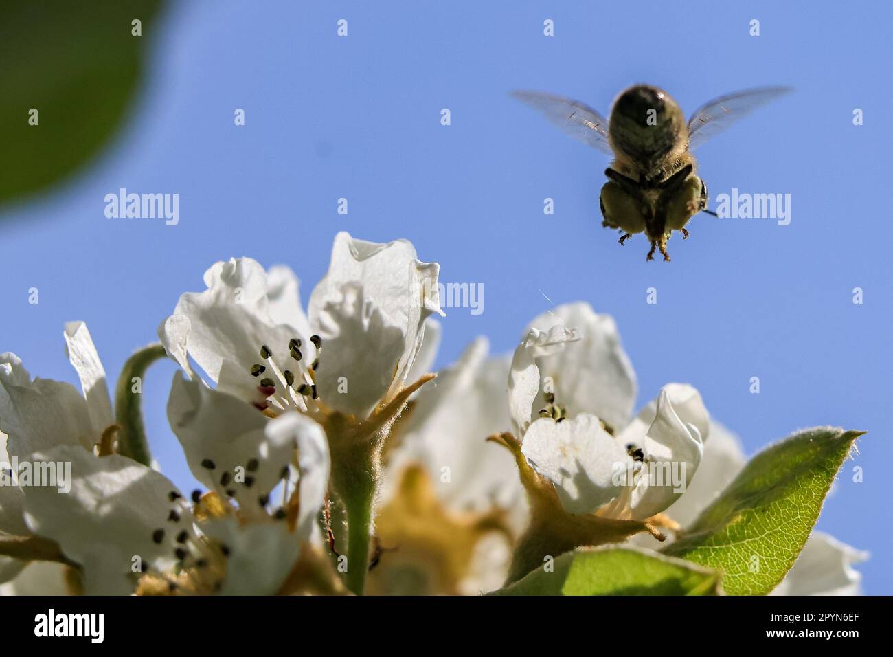 Bee takes off hi-res stock photography and images - Alamy