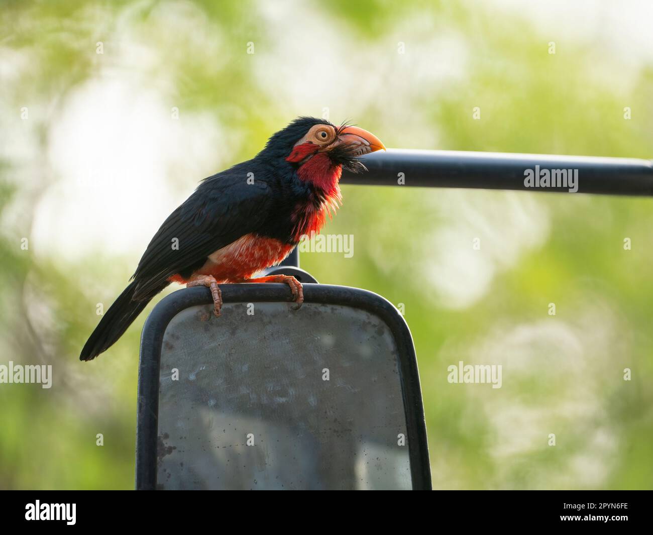 bearded barbet (Lybius dubius) on top of the mirror of the bus in ...