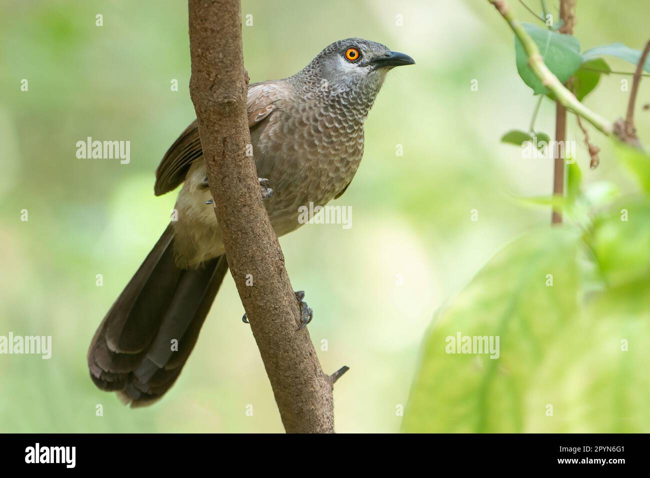 Turdoides hi-res stock photography and images - Alamy