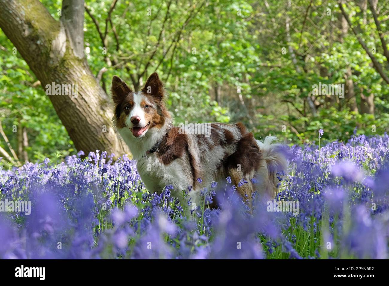 A tri coloured red merle border collie stood in bluebell woods, Surrey ...