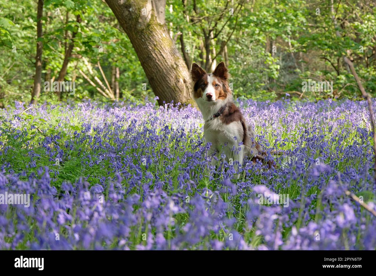 A tri coloured red merle border collie stood in bluebell woods, Surrey ...