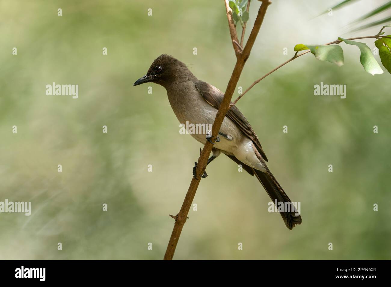 common bulbul (Pycnonotus barbatus Stock Photo - Alamy