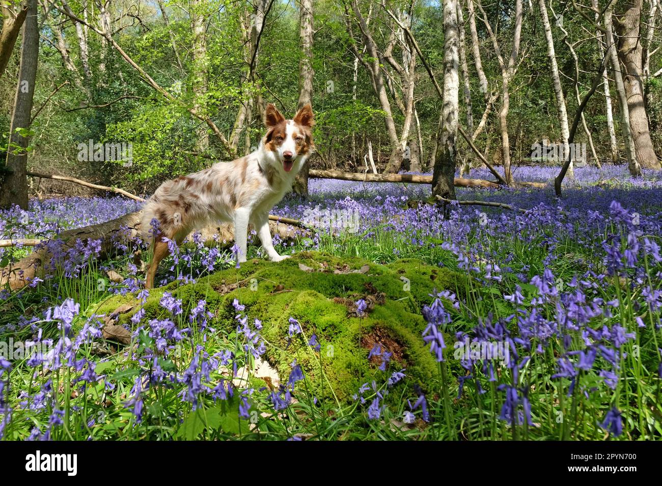A tri coloured red merle border collie stood in bluebell woods, Surrey ...