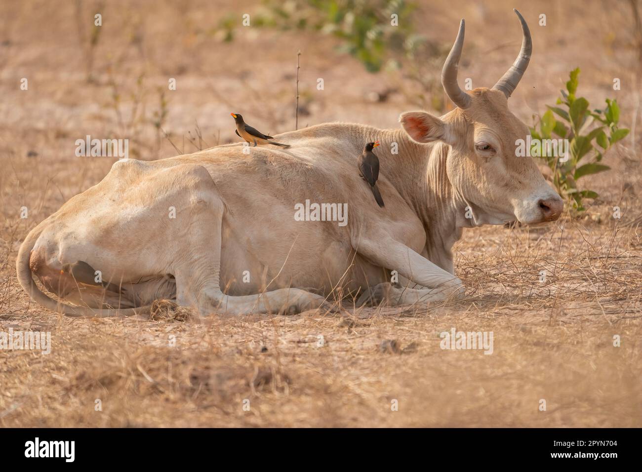 yellow-billed oxpecker (Buphagus africanus) on a cow Stock Photo - Alamy
