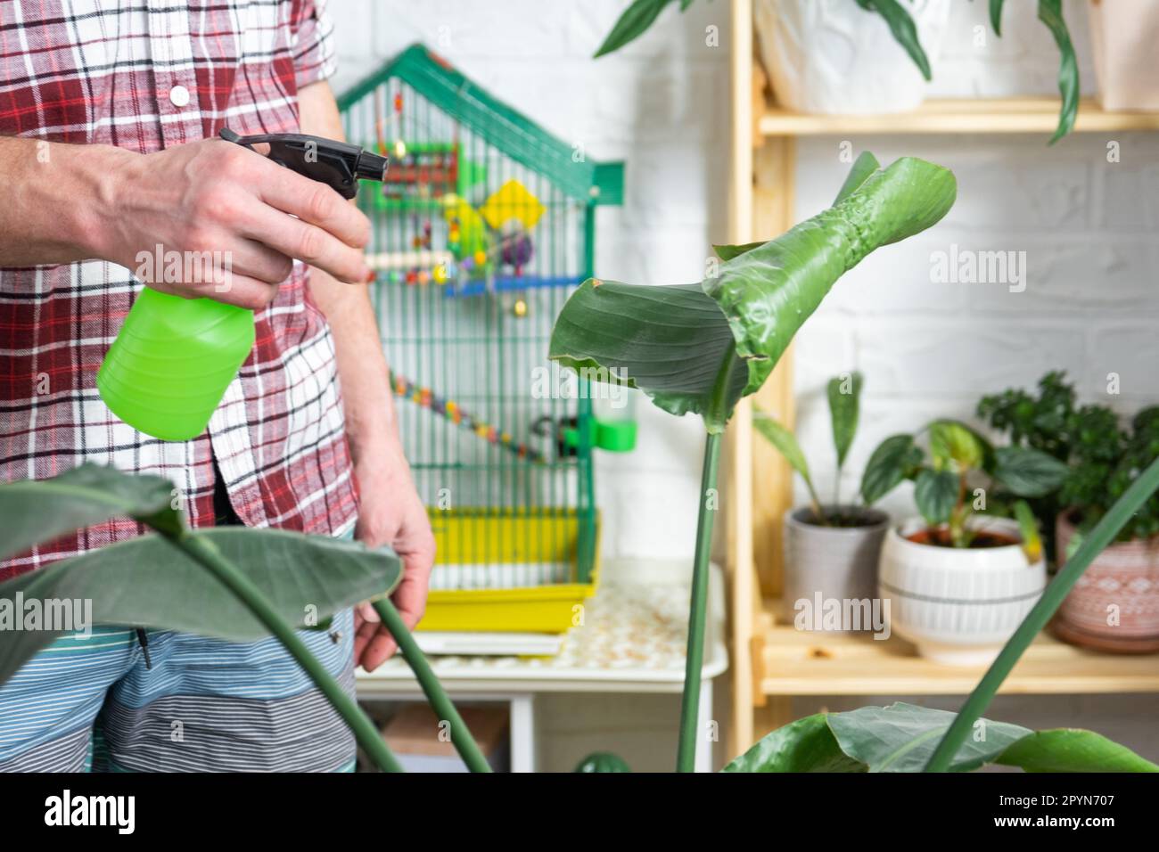 Man sprays from a spray gun home plants from her collection, grown with ...