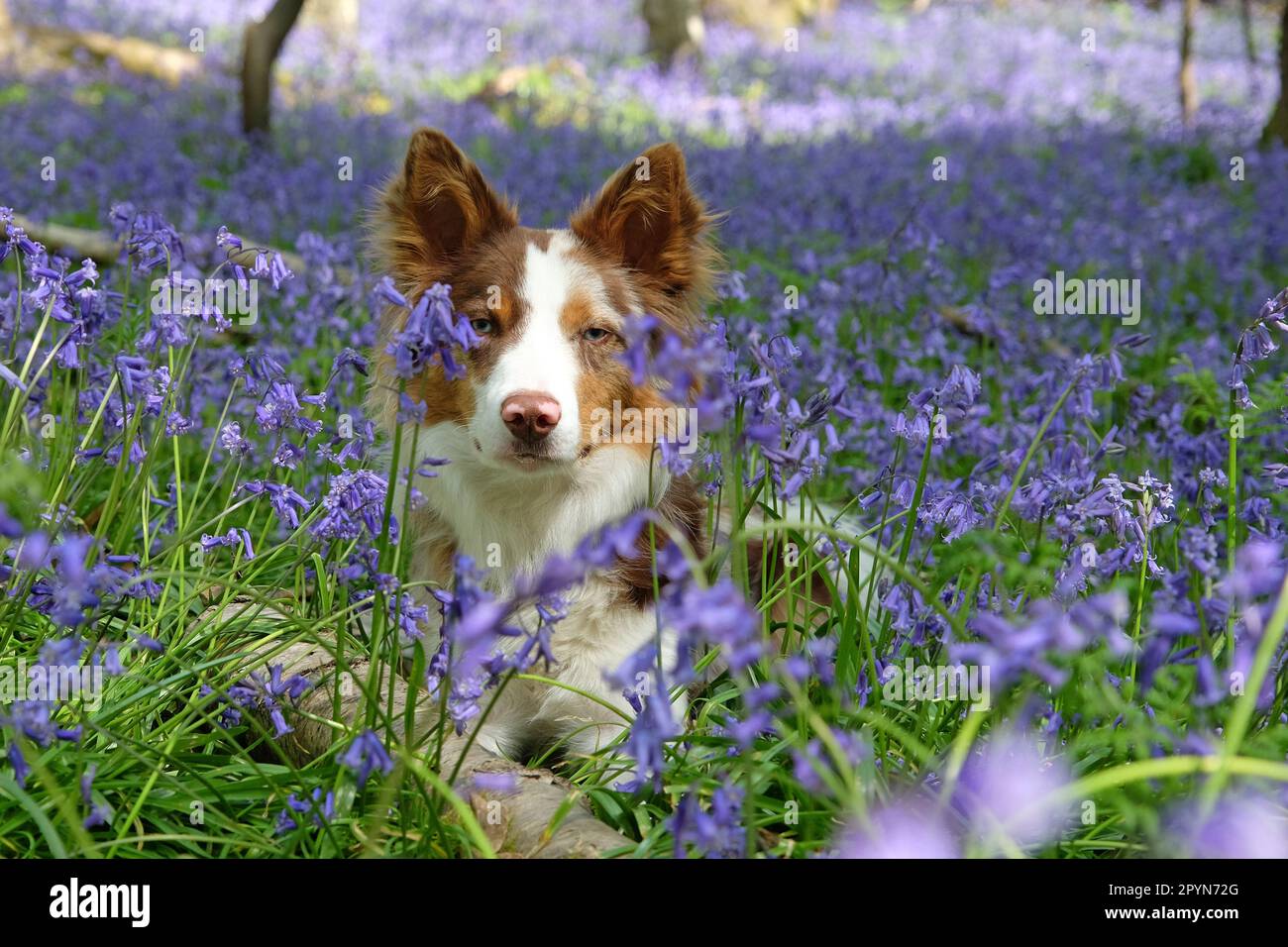 A tri coloured red merle border collie stood in bluebell woods, Surrey ...