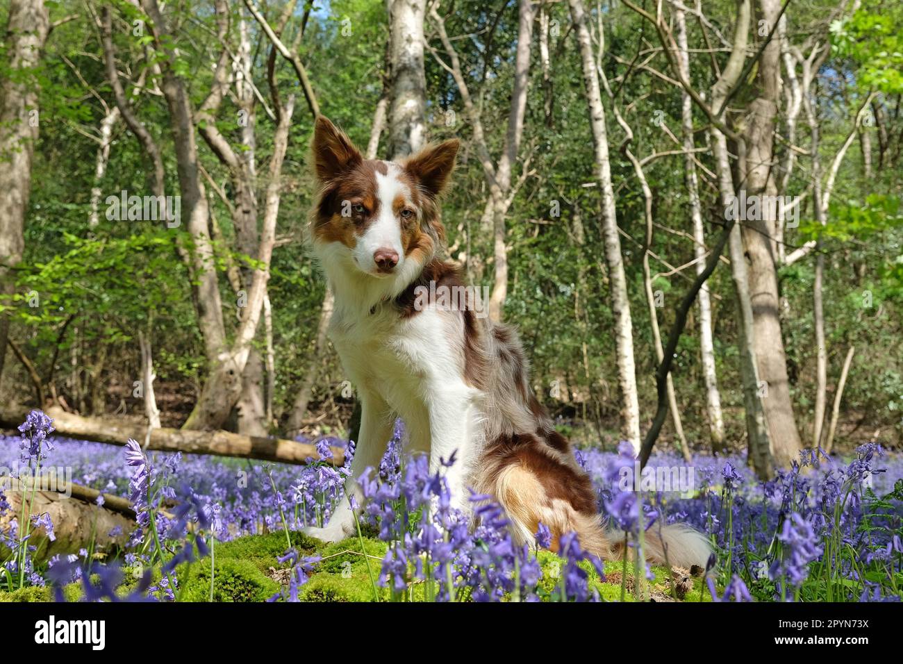 A tri coloured red merle border collie stood in bluebell woods, Surrey ...