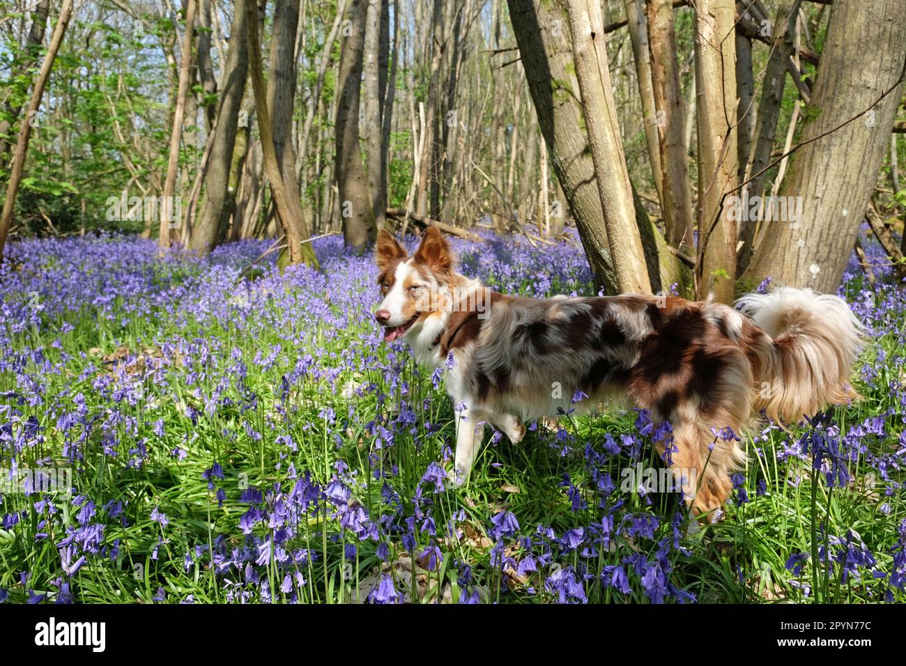 A tri coloured red merle border collie stood in bluebell woods, Surrey ...