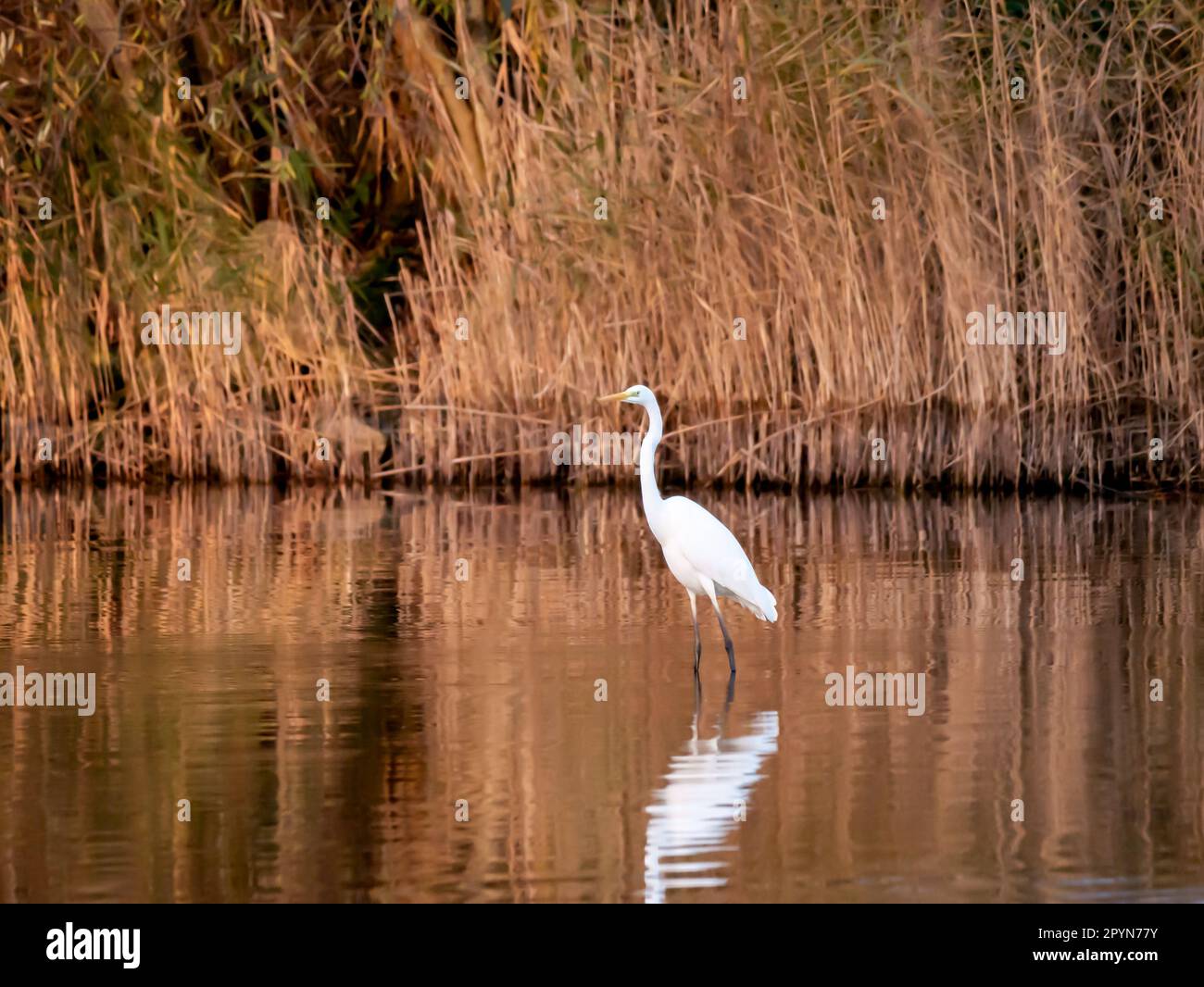 Great egret, Ardea alba, standing in shallow water waiting to catch a ...