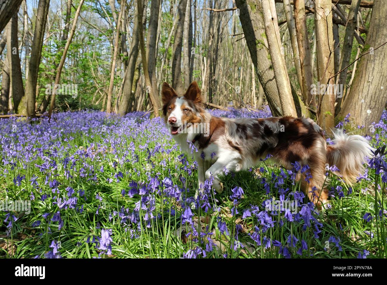 A tri coloured red merle border collie stood in bluebell woods, Surrey ...