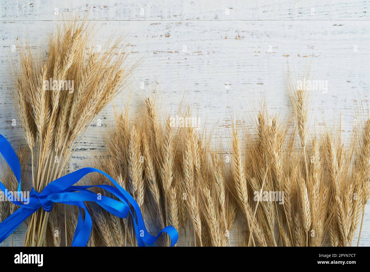 Shavuot jewish holiday celebration. Bouquet of golden ripe wheat with ...
