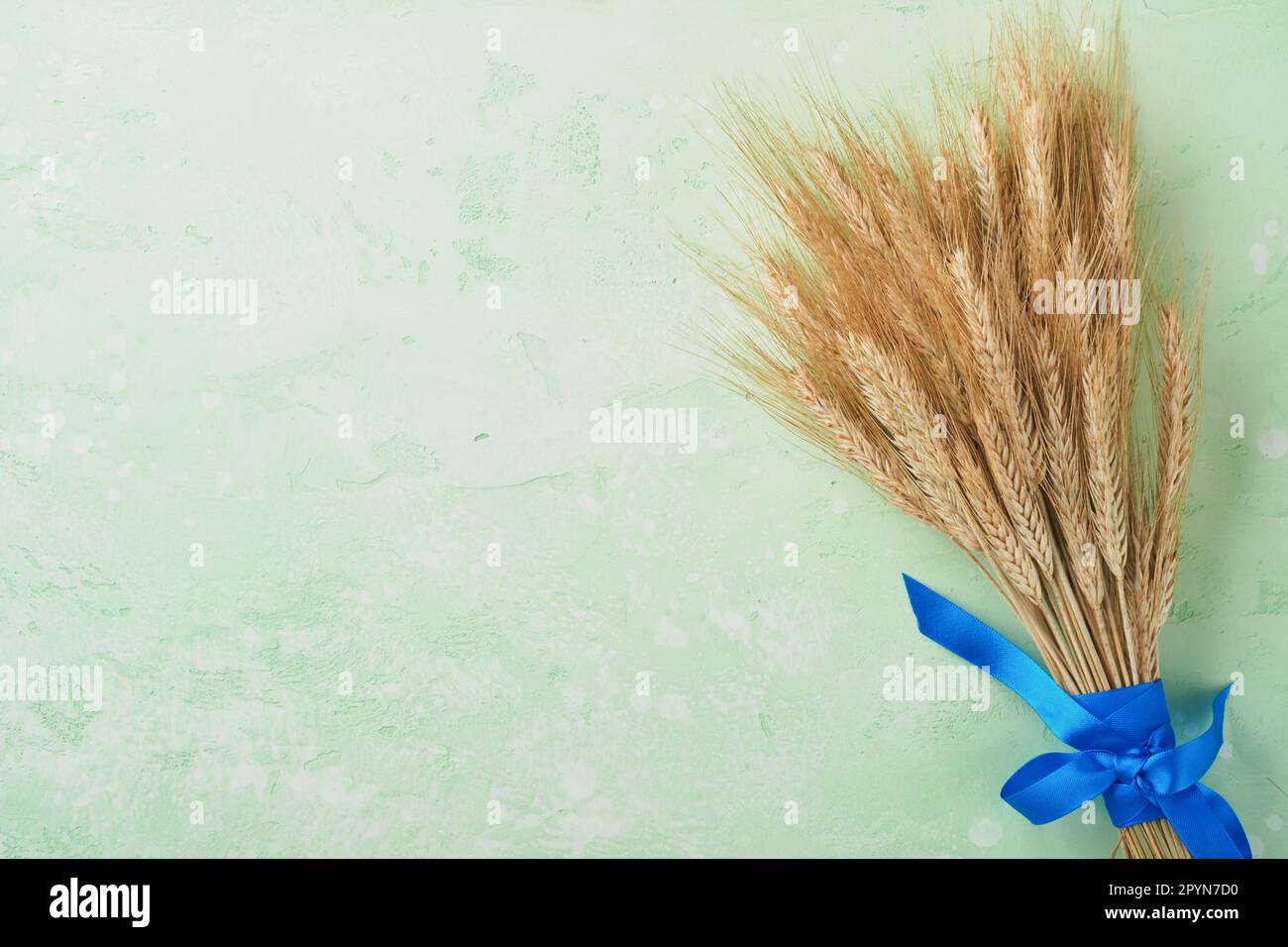 Shavuot jewish holiday celebration. Bouquet of golden ripe wheat with ...