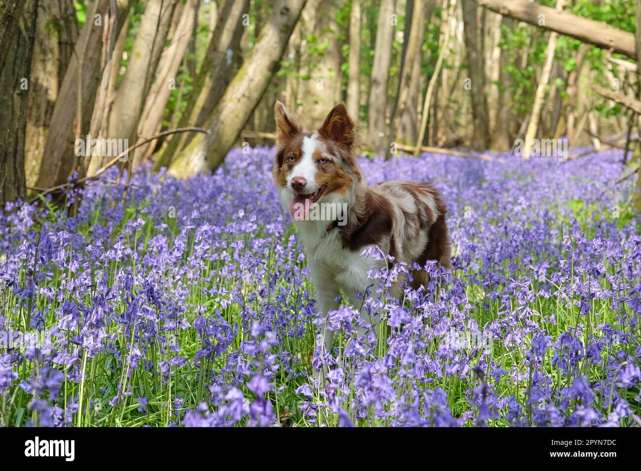 A tri coloured red merle border collie stood in bluebell woods, Surrey ...