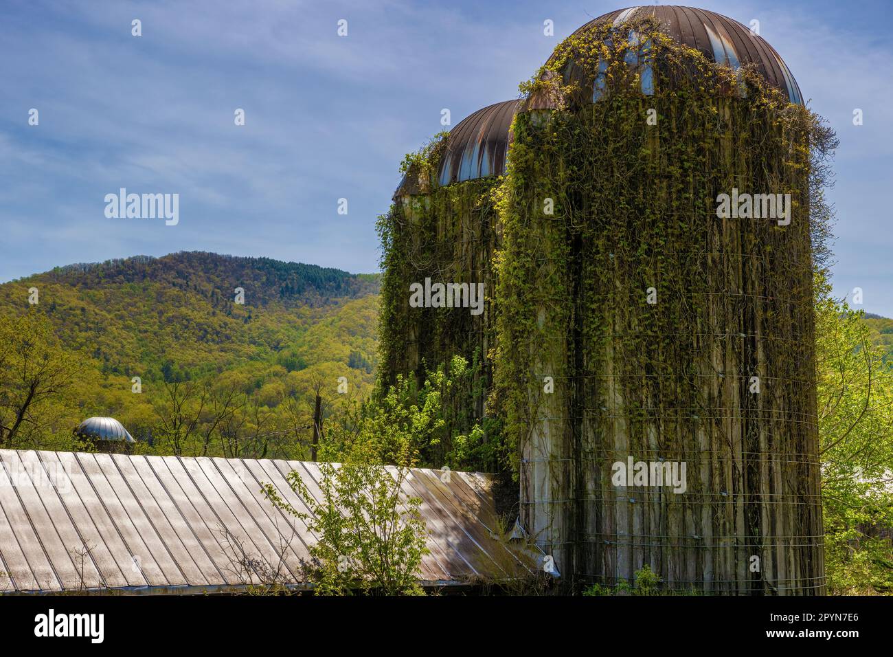 Silos covered with vines sit next to a dirt road off of the main ...