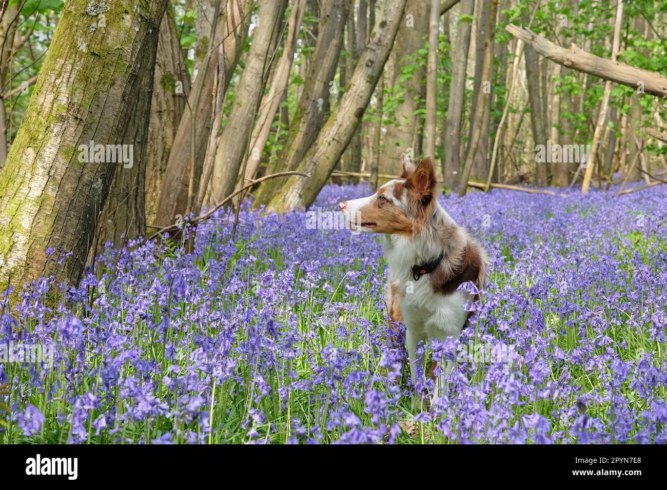 A tri coloured red merle border collie stood in bluebell woods, Surrey ...