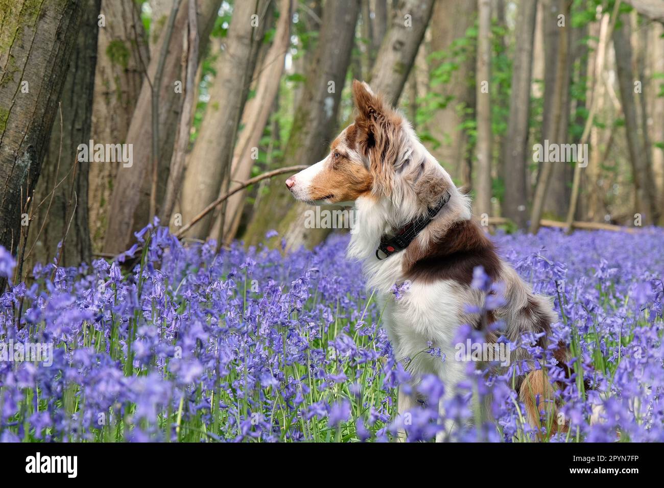 A tri coloured red merle border collie stood in bluebell woods, Surrey ...