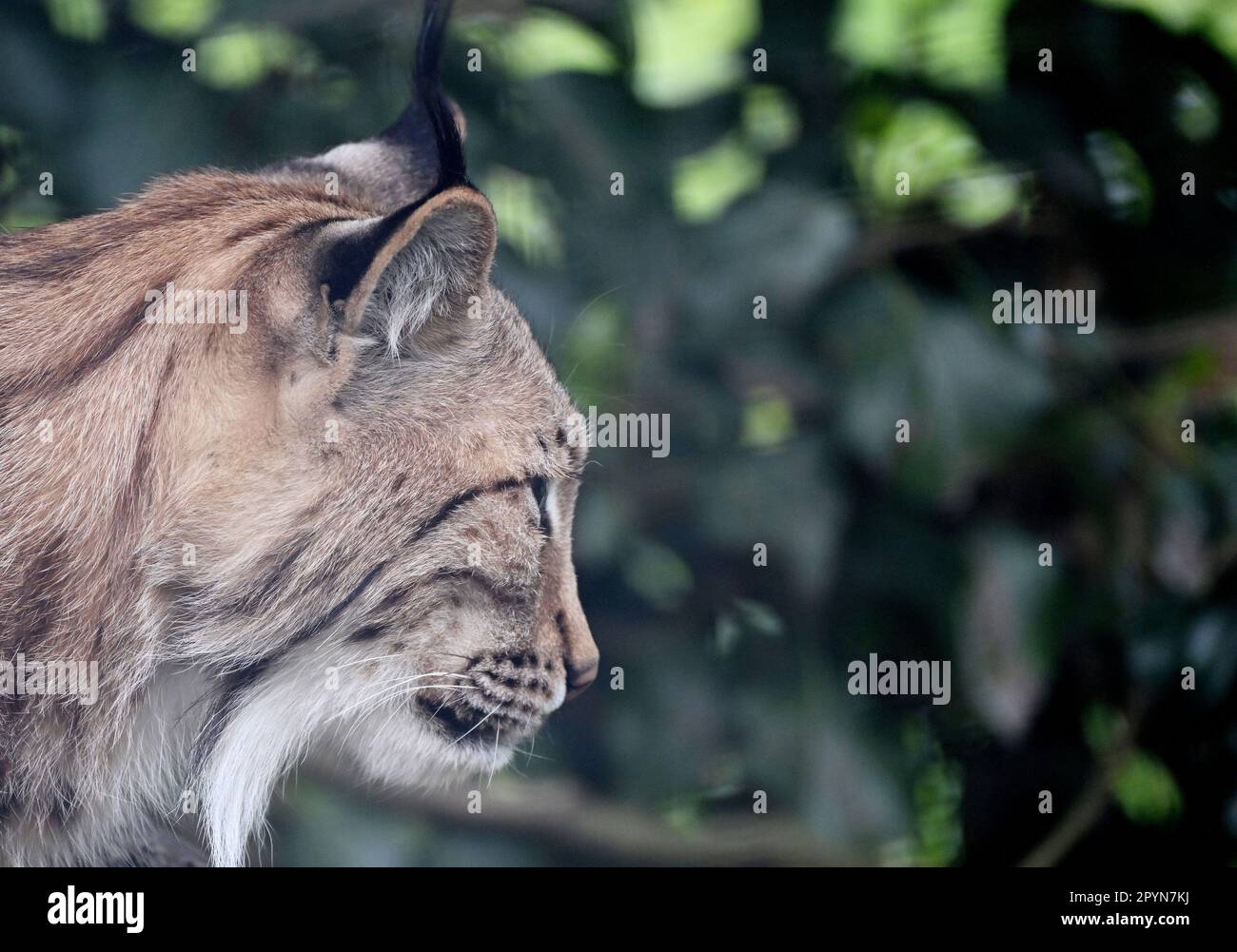FILED - 03 May 2023, Austria, Innsbruck: A lynx in the Alpine Zoo ...