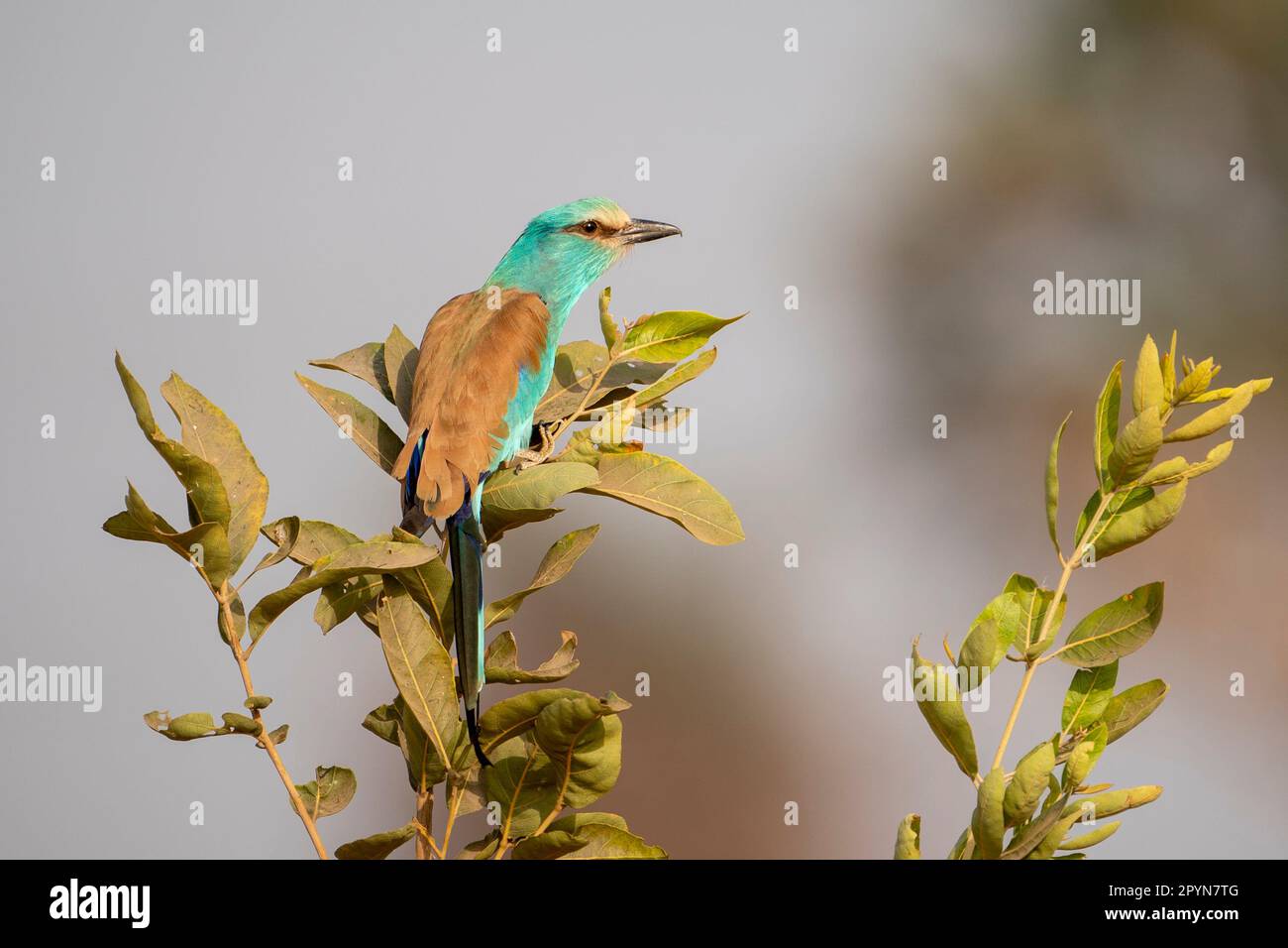 Abyssinian roller (Coracias abyssinicus Stock Photo - Alamy