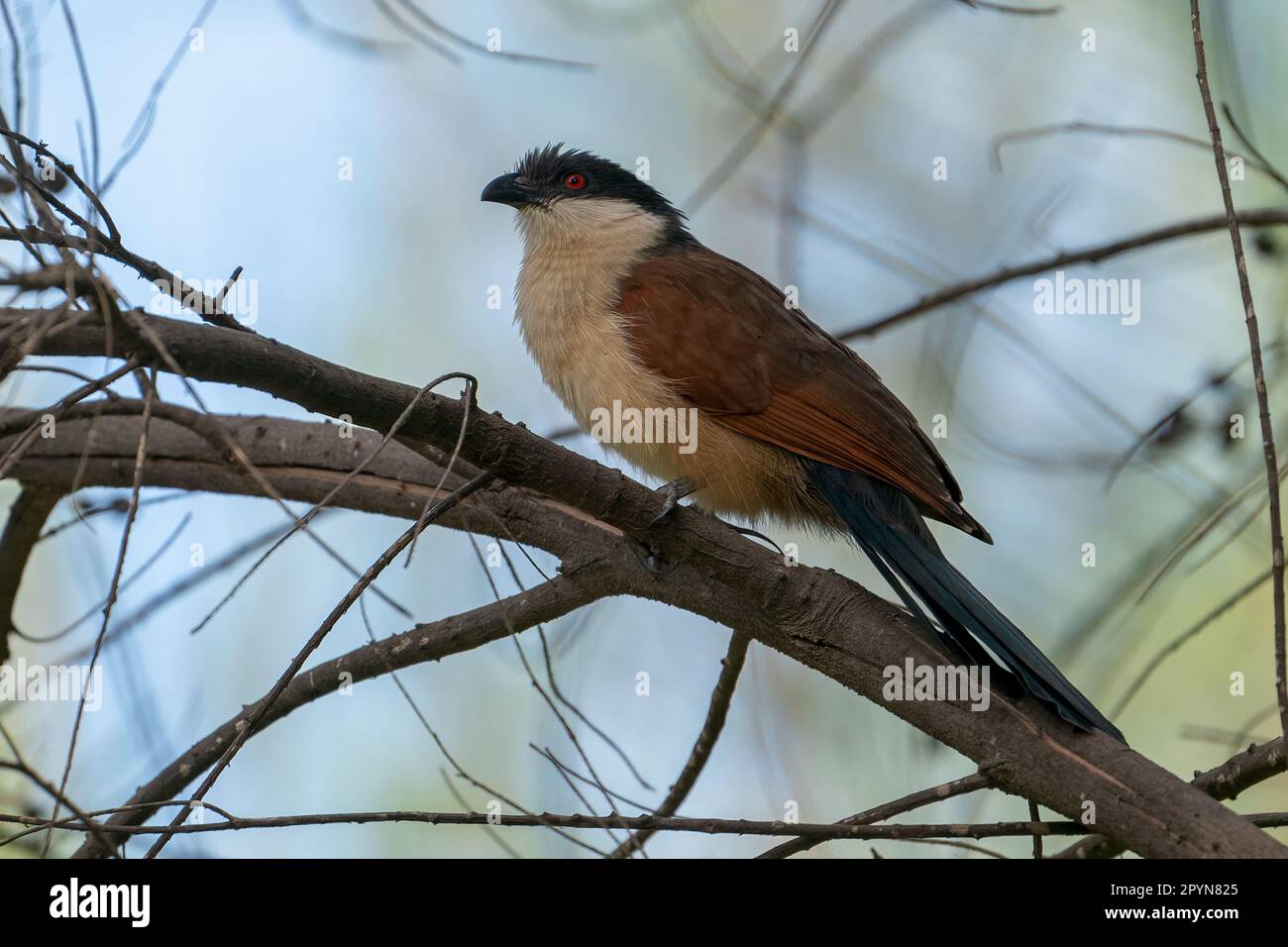 white-browed coucal or lark-heeled cuckoo (Centropus superciliosus ...