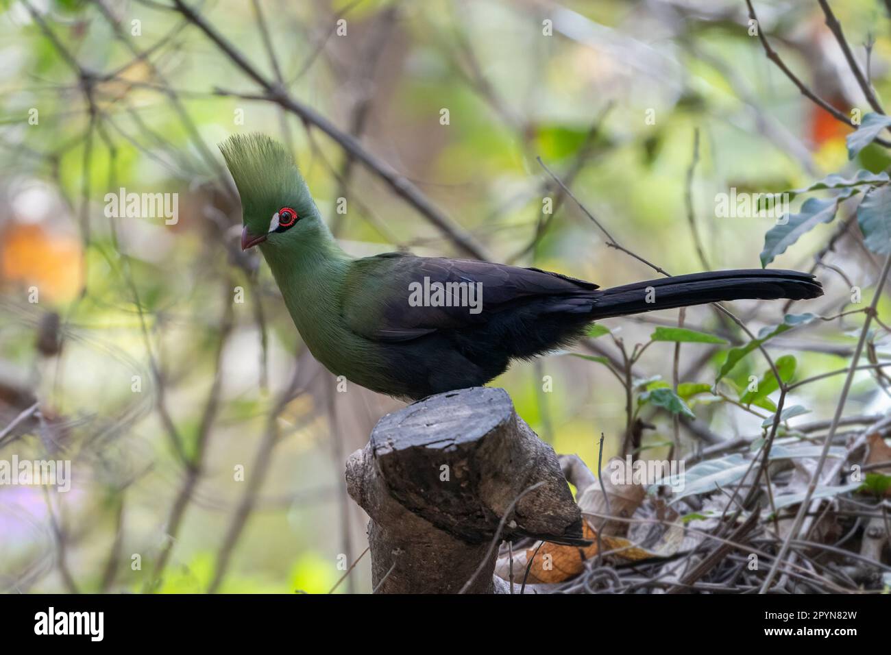 Tauraco hi-res stock photography and images - Alamy