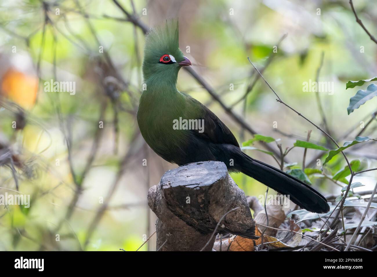 Tauraco hi-res stock photography and images - Alamy