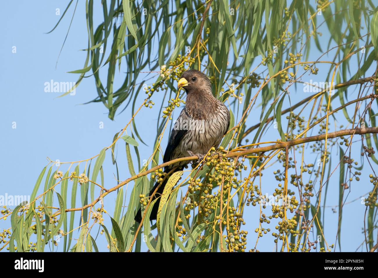 western plantain-eater (Crinifer piscator Stock Photo - Alamy