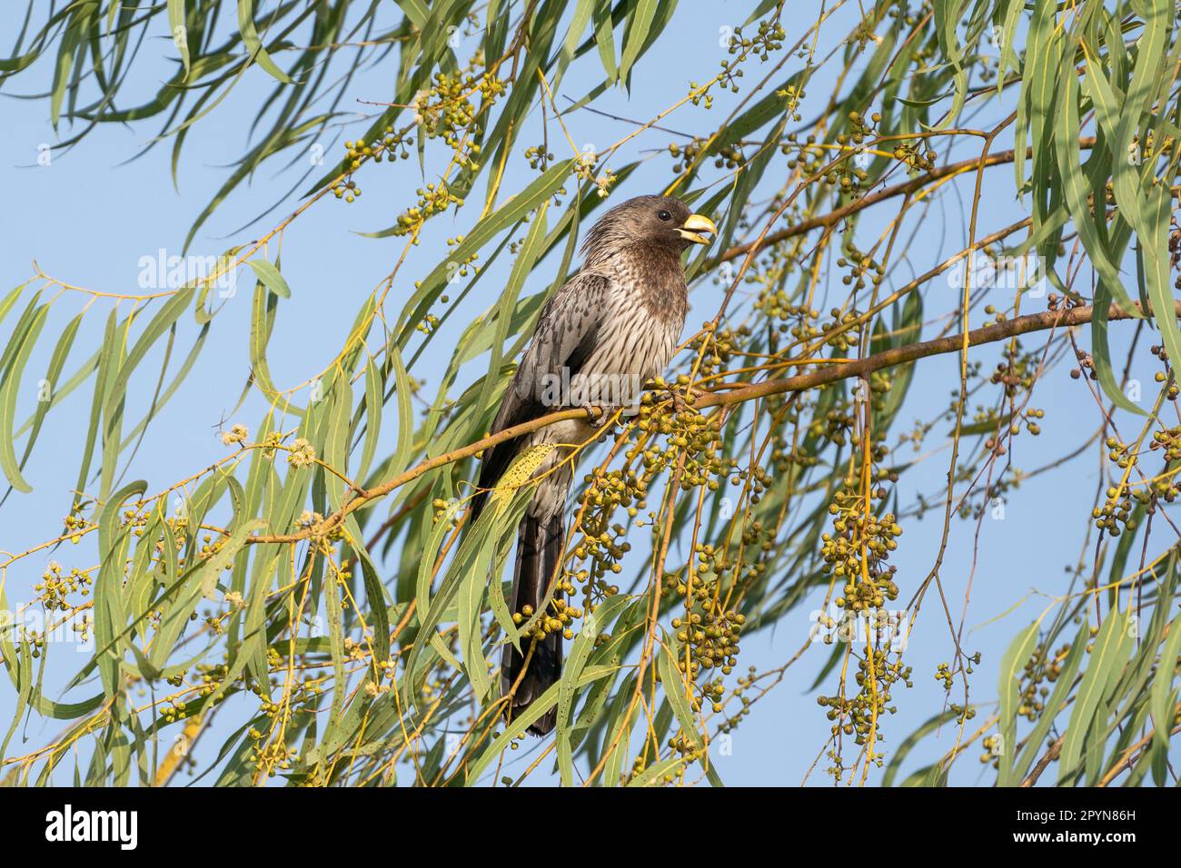 western plantain-eater (Crinifer piscator Stock Photo - Alamy