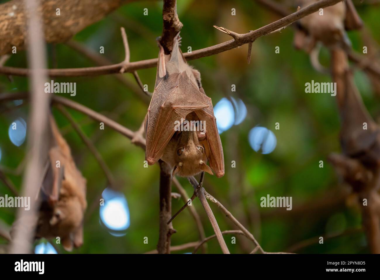 Gambian epauletted fruit bat (Epomophorus gambianus) mother holding her ...