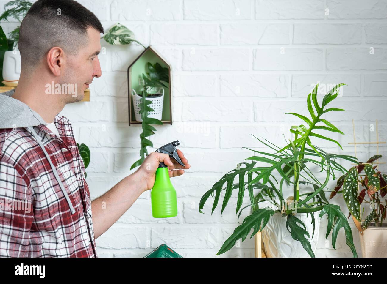 Man sprays from a spray gun home plants from her collection, grown with ...