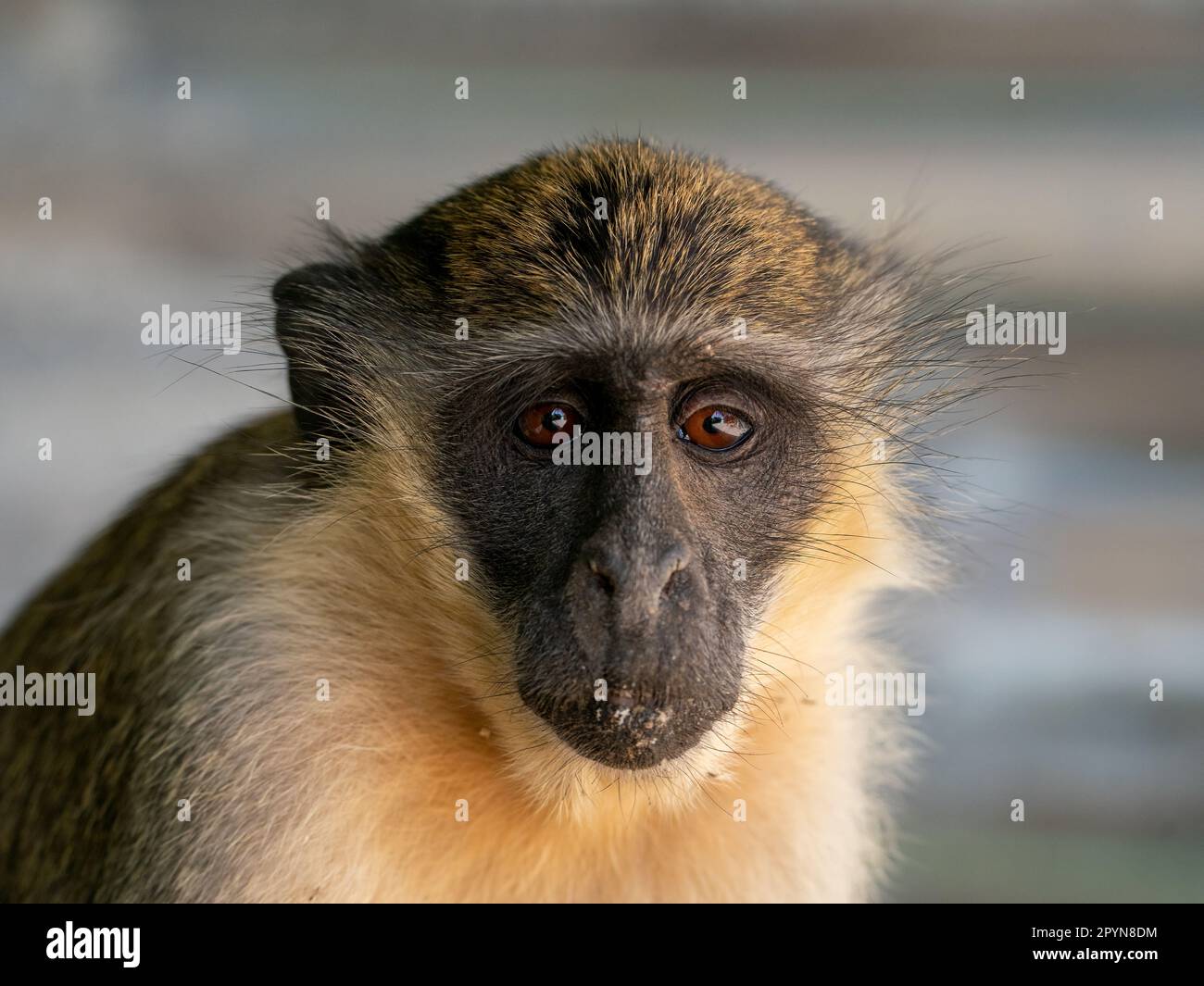 Chlorocebus sabaeus hi-res stock photography and images - Alamy