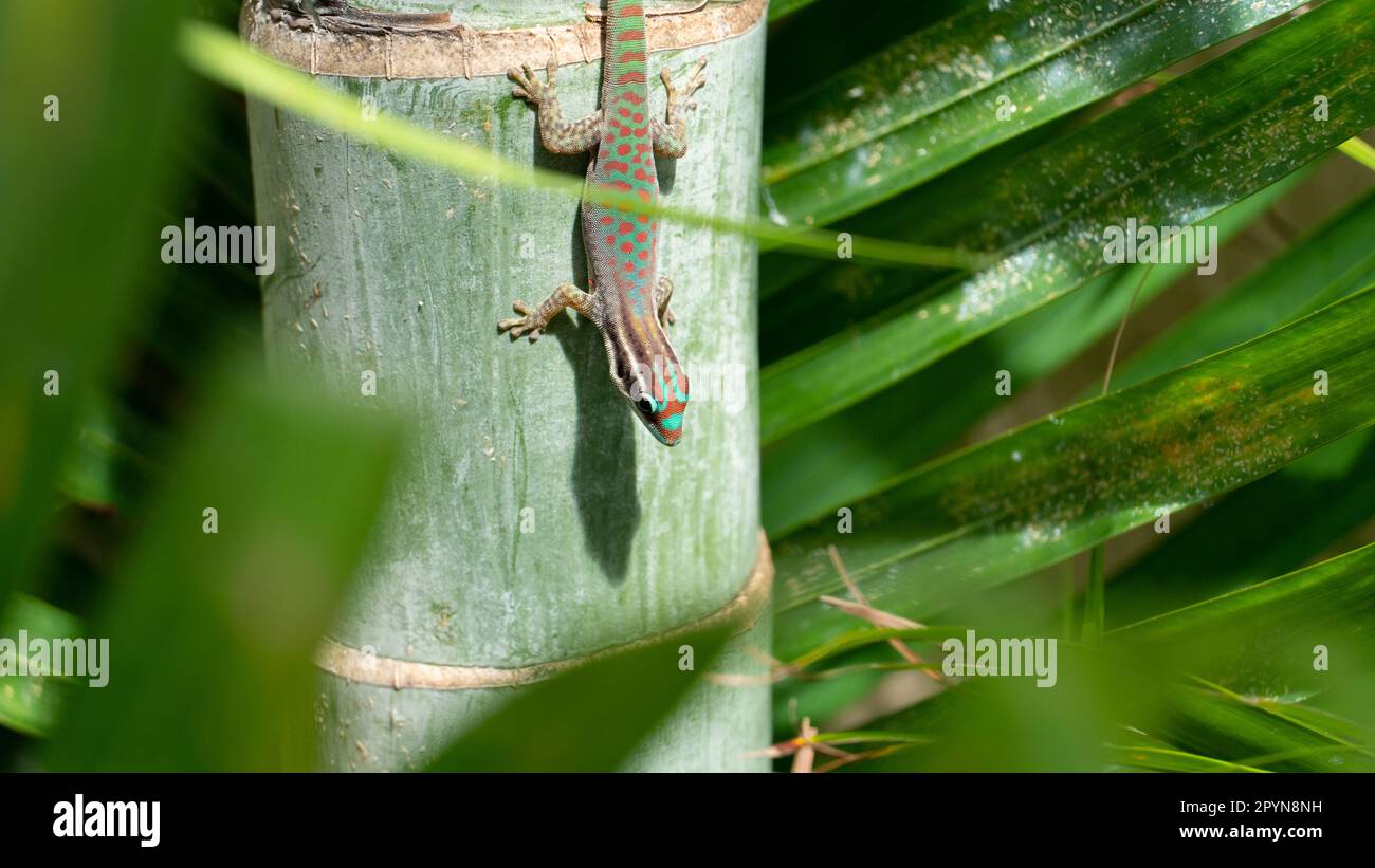 Mauritius ornate day gecko (Phelsuma ornata Stock Photo - Alamy