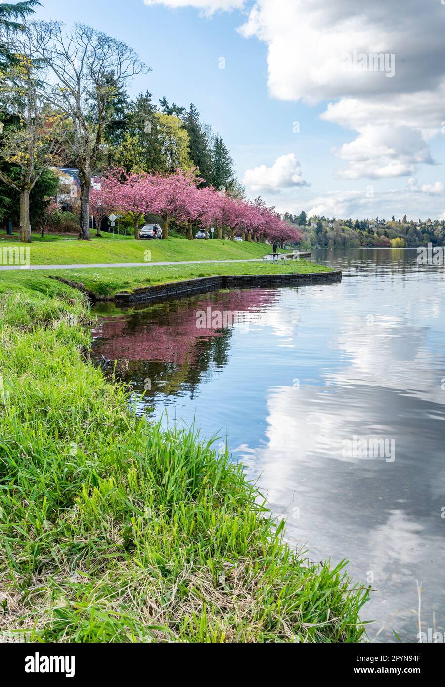 Cherry blossoms on trees along Lake Washington in Seattle Stock Photo ...