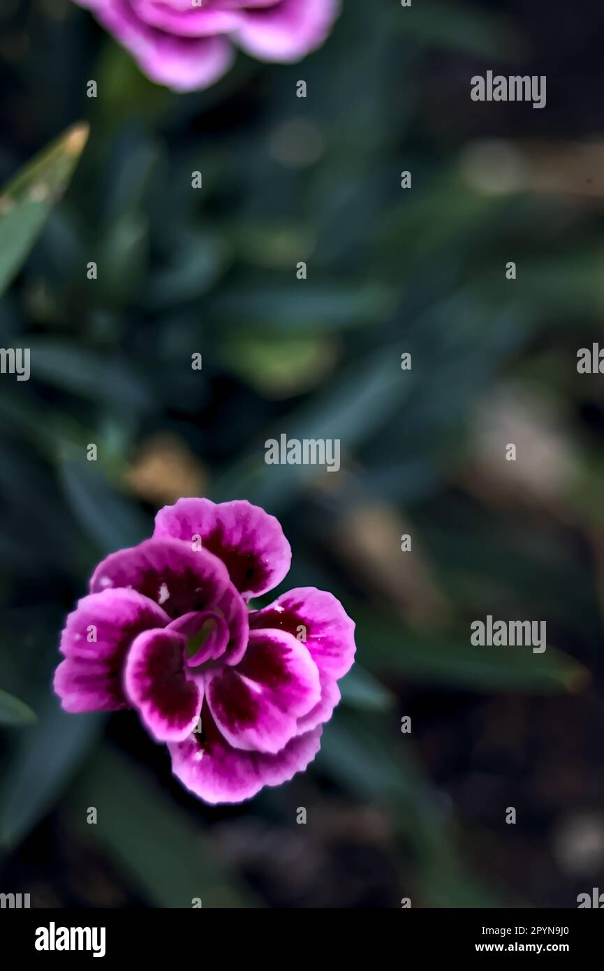 Purple and violet carnations in bloom seen up close Stock Photo - Alamy